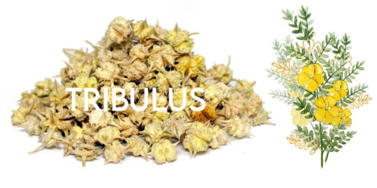 Tribulus Terrestris : ses bienfaits les avis et les dangers
